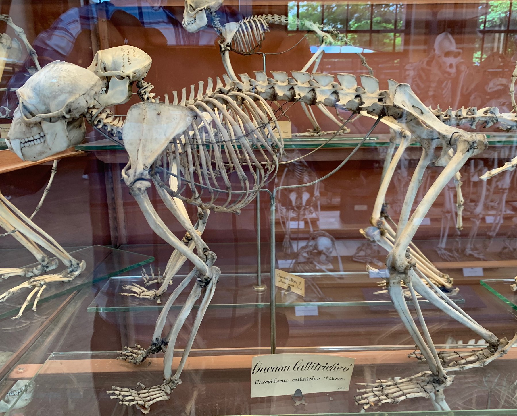 Despre umăr și anatomie comparată - Dr. Ion-Andrei Popescu, MHBA