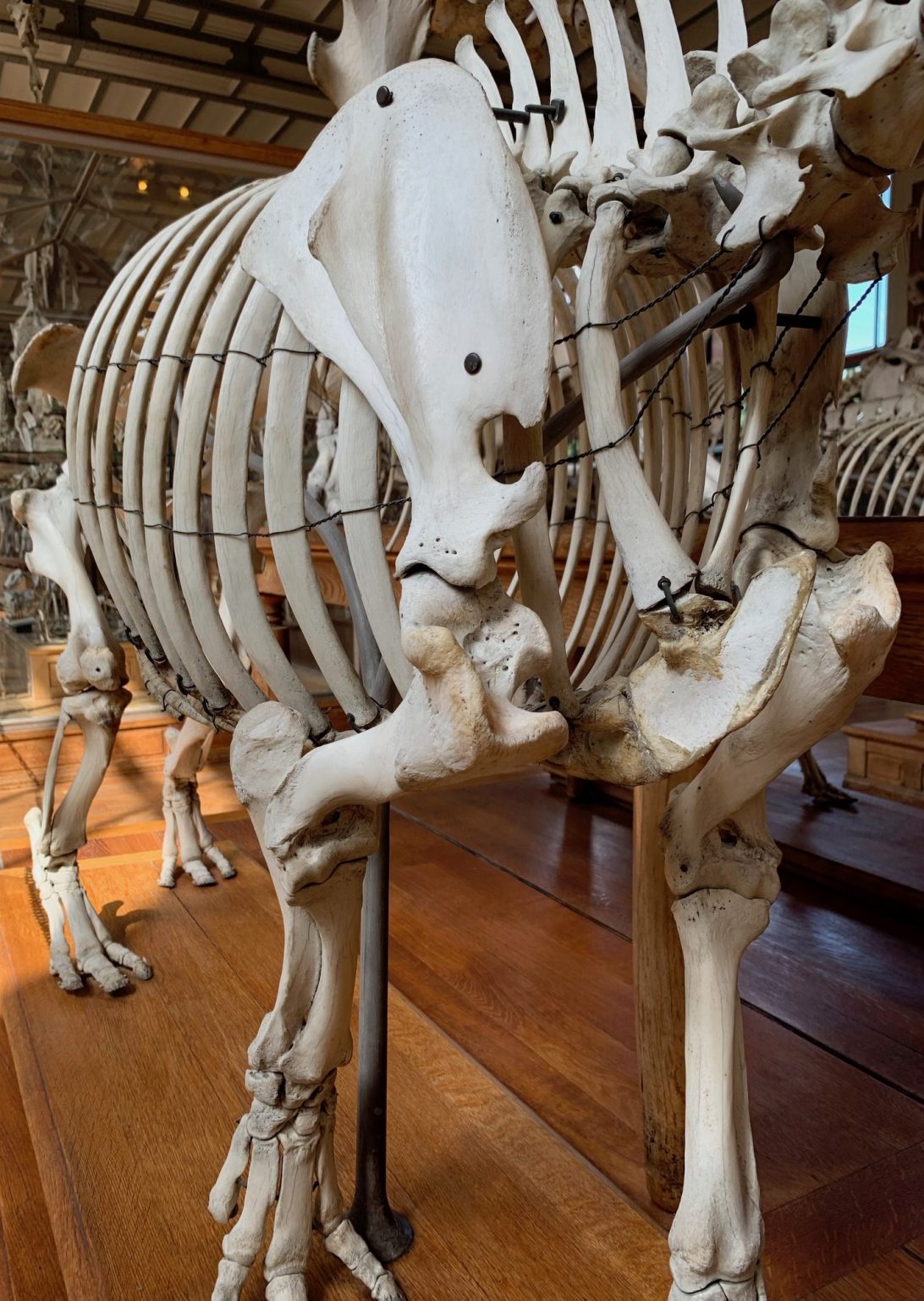 Despre umăr și anatomie comparată - Dr. Ion-Andrei Popescu, MHBA